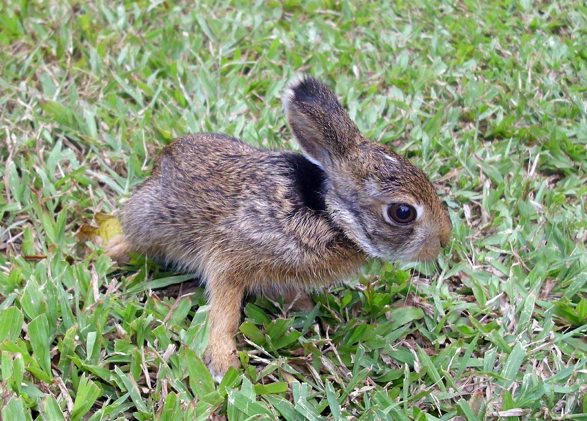 Bébé lapin : Une petite boule de poils que l'on adore